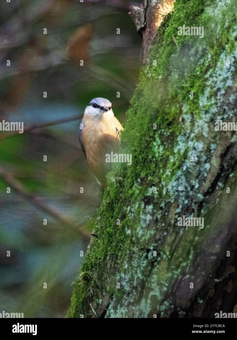The Nuthatch is a shy and elusive bird of woodlands and gardens. Resembling a small woodpecker ...