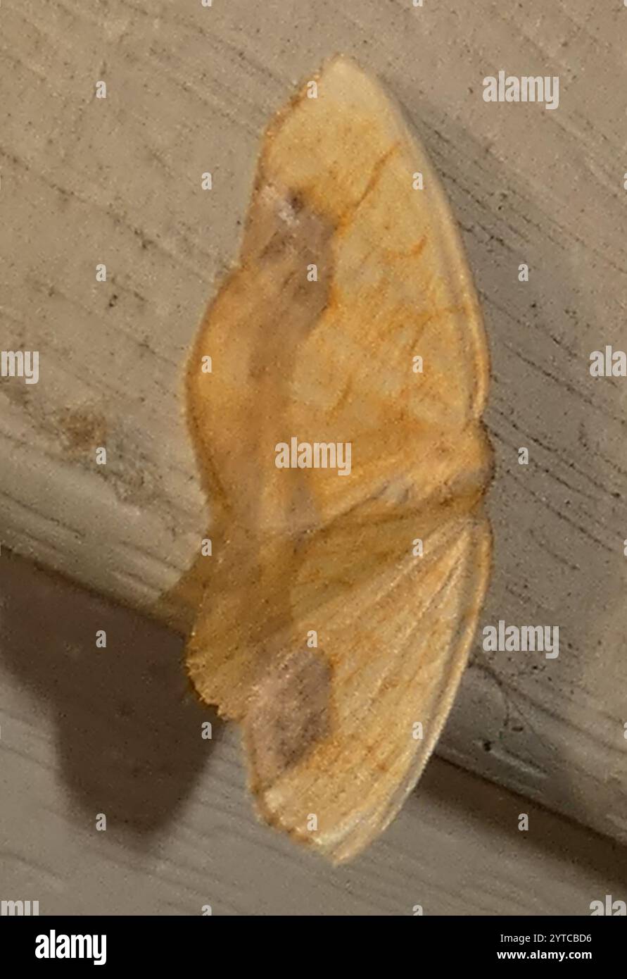Horned spanworm hi-res stock photography and images - Alamy