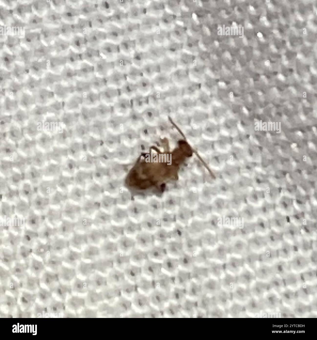 Ant-like Leaf Beetles (Aderidae Stock Photo - Alamy