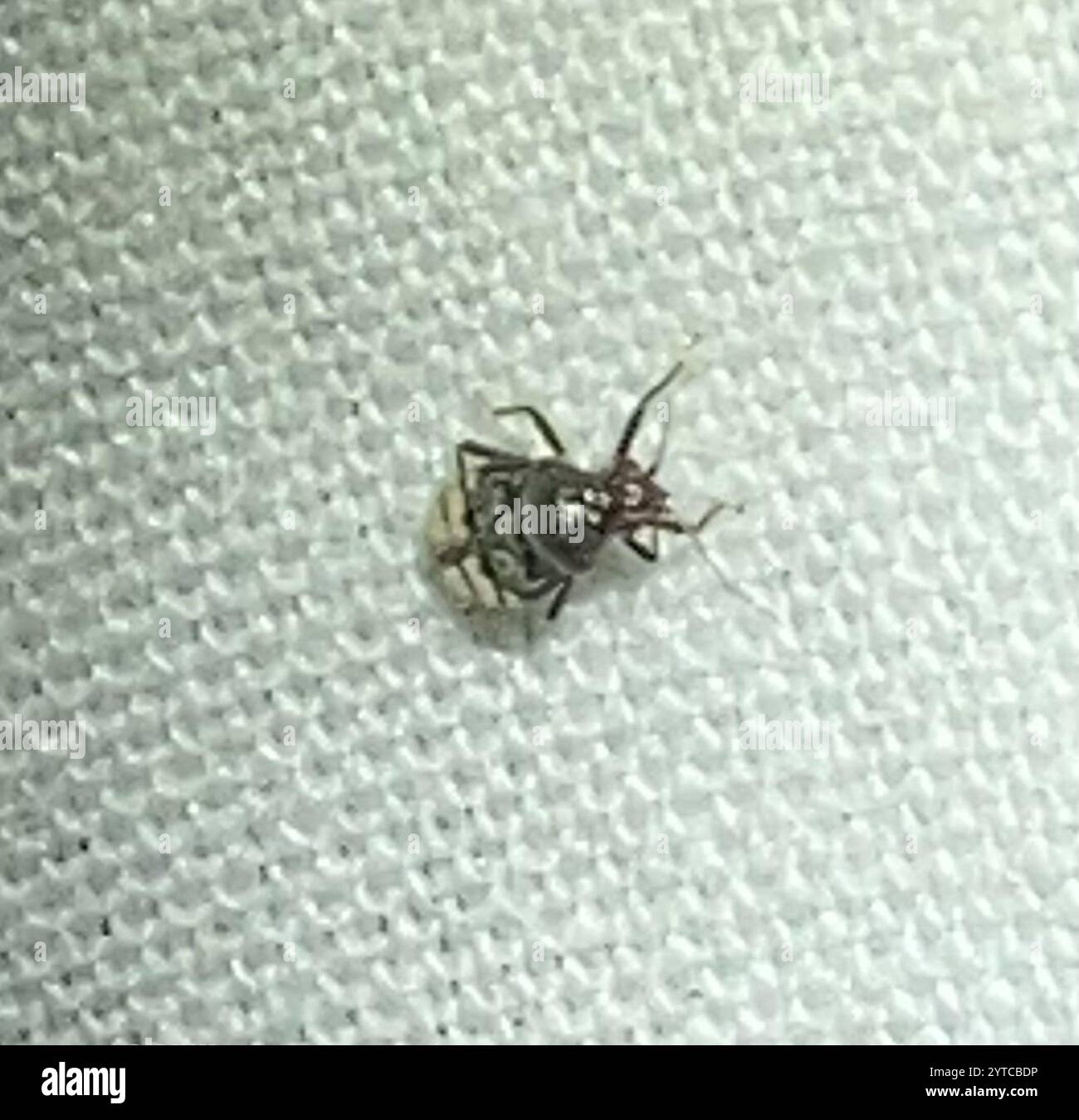 True Bugs (Heteroptera Stock Photo - Alamy