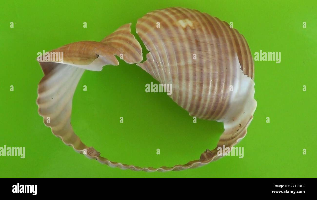 Giant Tun Snail (Tonna galea Stock Photo - Alamy