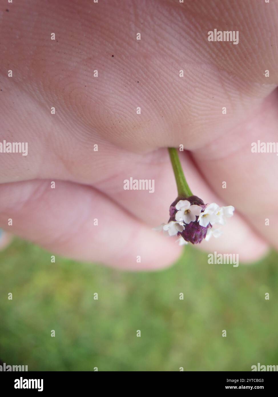 turkey tangle frogfruit (Phyla nodiflora Stock Photo - Alamy