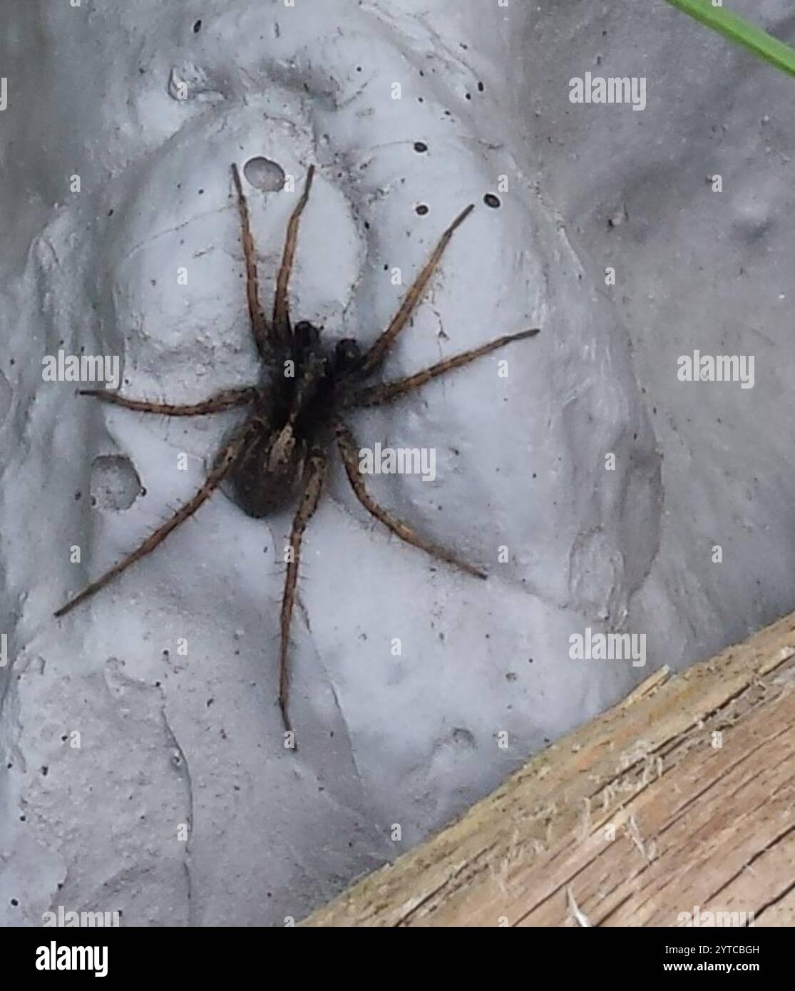 Thin-legged Wolf Spiders (Pardosa Stock Photo - Alamy