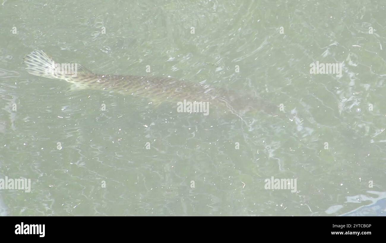 Florida Gar (Lepisosteus platyrhincus Stock Photo - Alamy