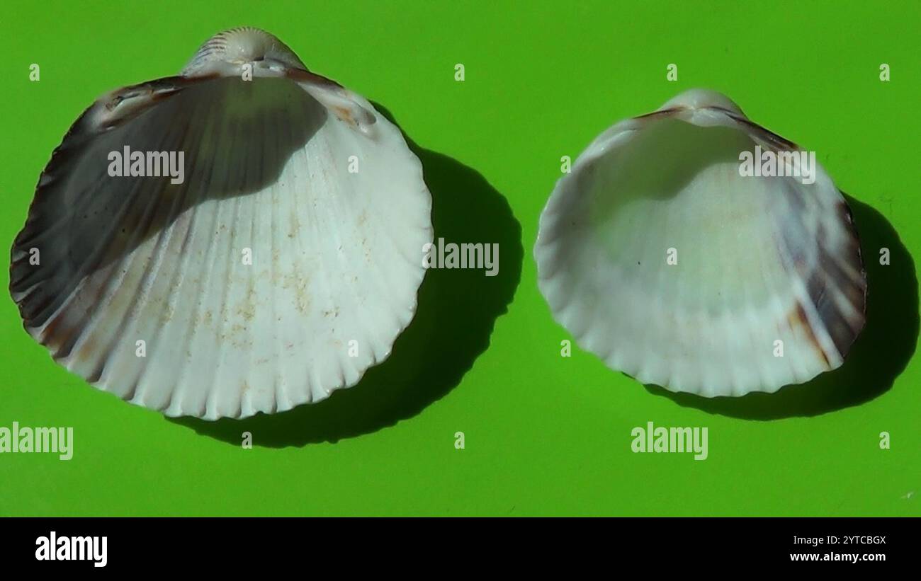 Lagoon Cockle (Cerastoderma glaucum Stock Photo - Alamy