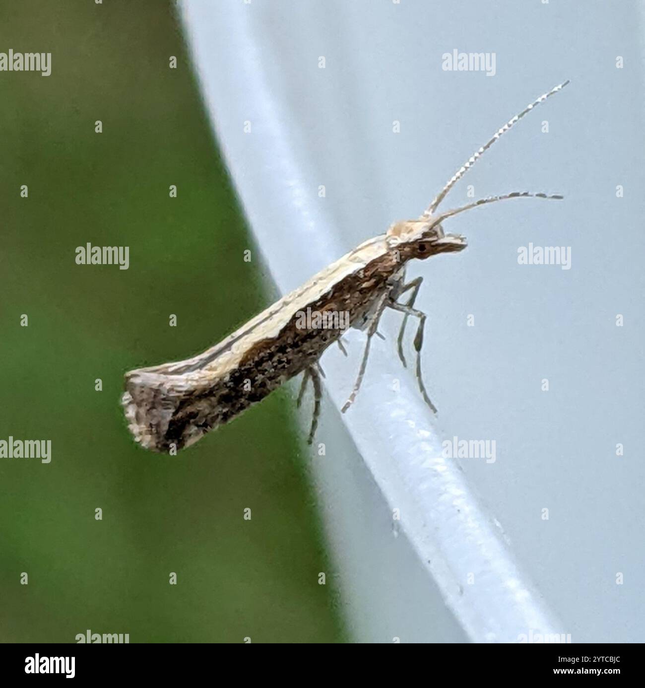Diamondback Moth (Plutella xylostella Stock Photo - Alamy