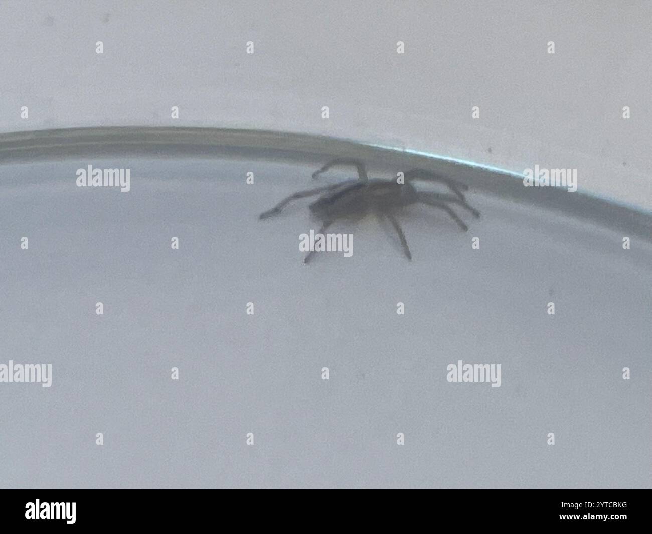 Two-lined Stealthy Ground Spider (Cesonia bilineata Stock Photo - Alamy