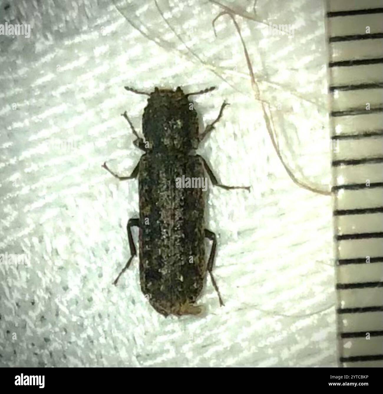 Two-horned Powder-post Beetle (Lichenophanes bicornis Stock Photo - Alamy