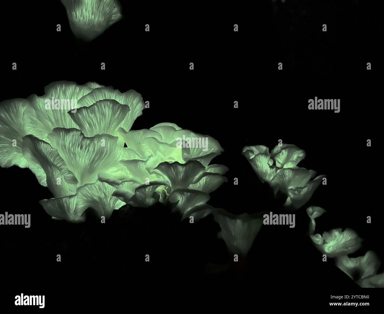 ghost fungus (Omphalotus nidiformis Stock Photo - Alamy