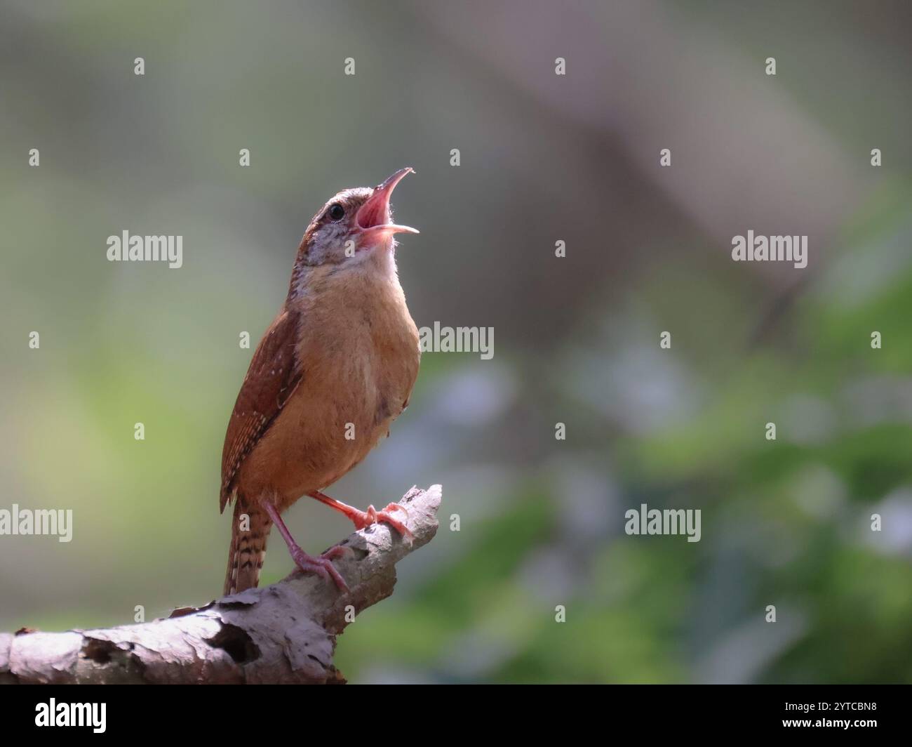 Carolina Wren (Thryothorus ludovicianus Stock Photo - Alamy