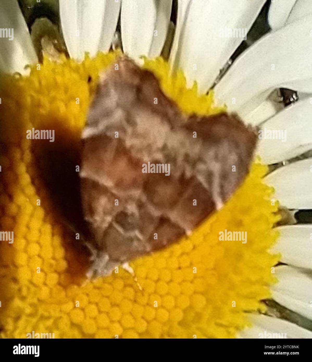 fig-tree skeletonizer moth (Choreutis nemorana Stock Photo - Alamy