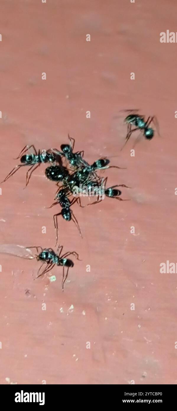 Pyramid Ants (Dorymyrmex Stock Photo - Alamy