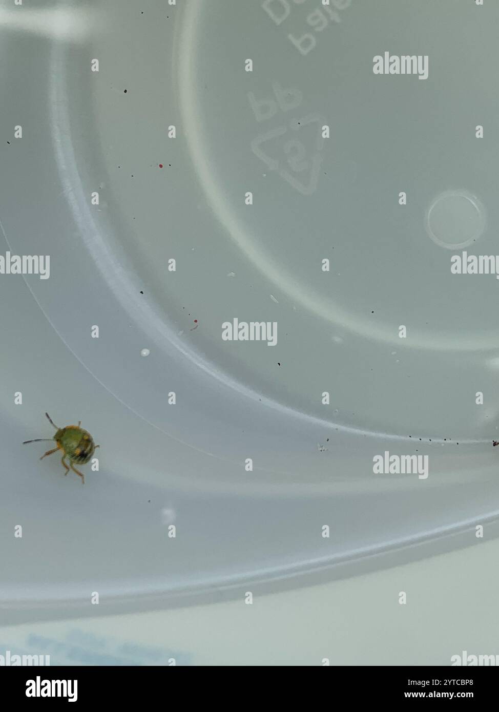 Green Stink Bug (Chinavia hilaris Stock Photo - Alamy