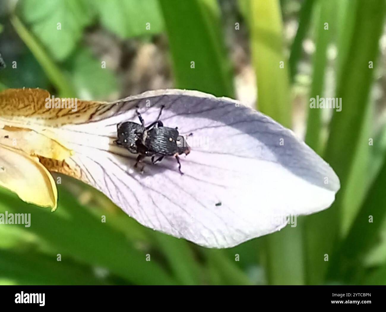 Iris weevil (Mononychus punctumalbum Stock Photo - Alamy