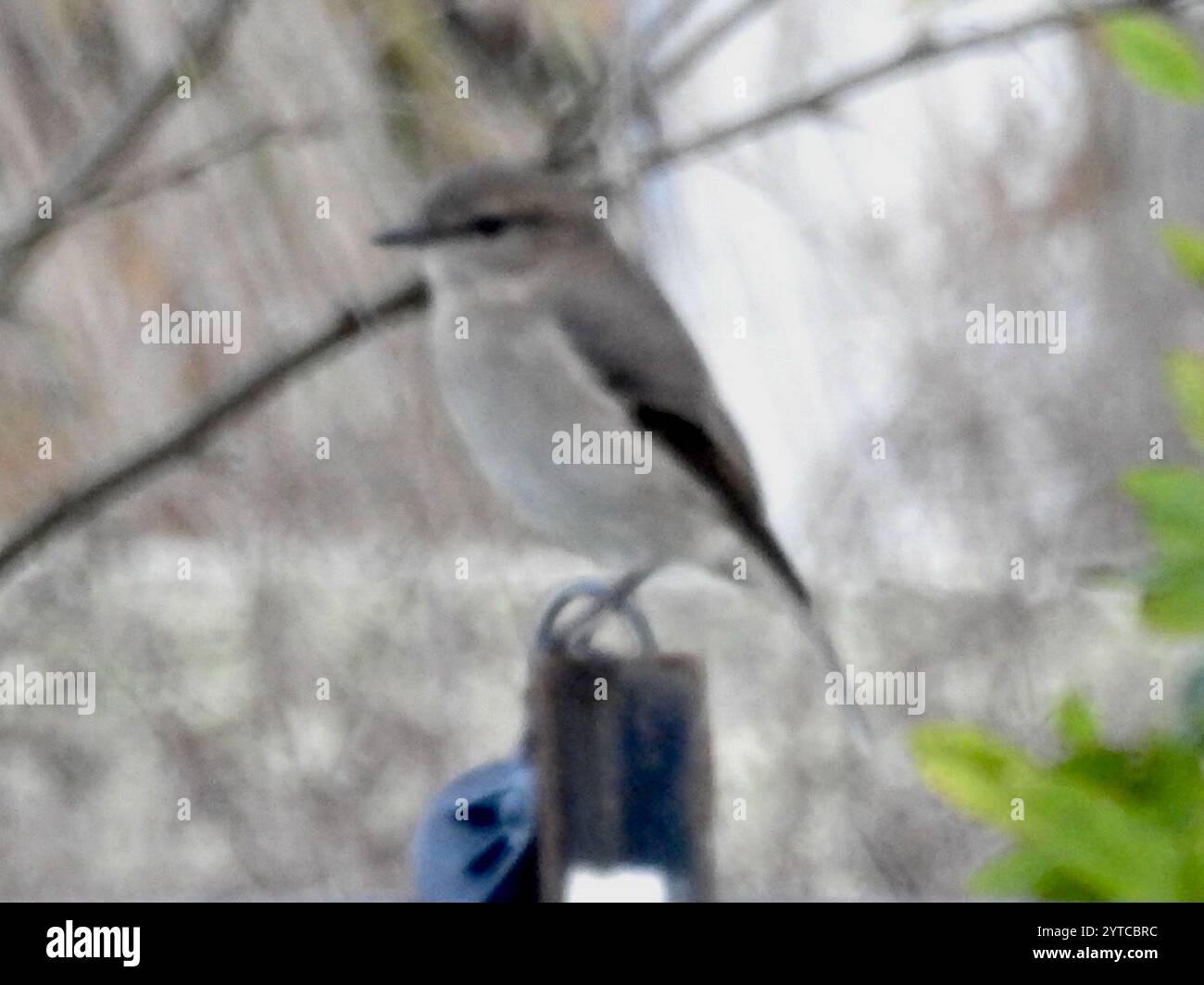 Dusky Robin (Melanodryas vittata Stock Photo - Alamy