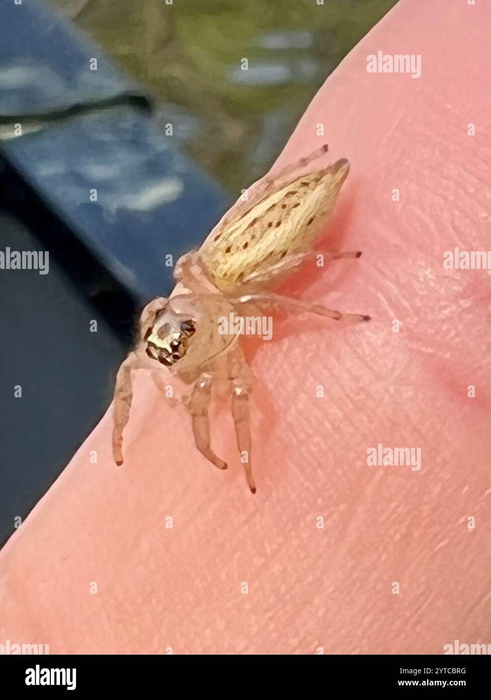 Sylvan Jumping Spider (Colonus sylvanus Stock Photo - Alamy