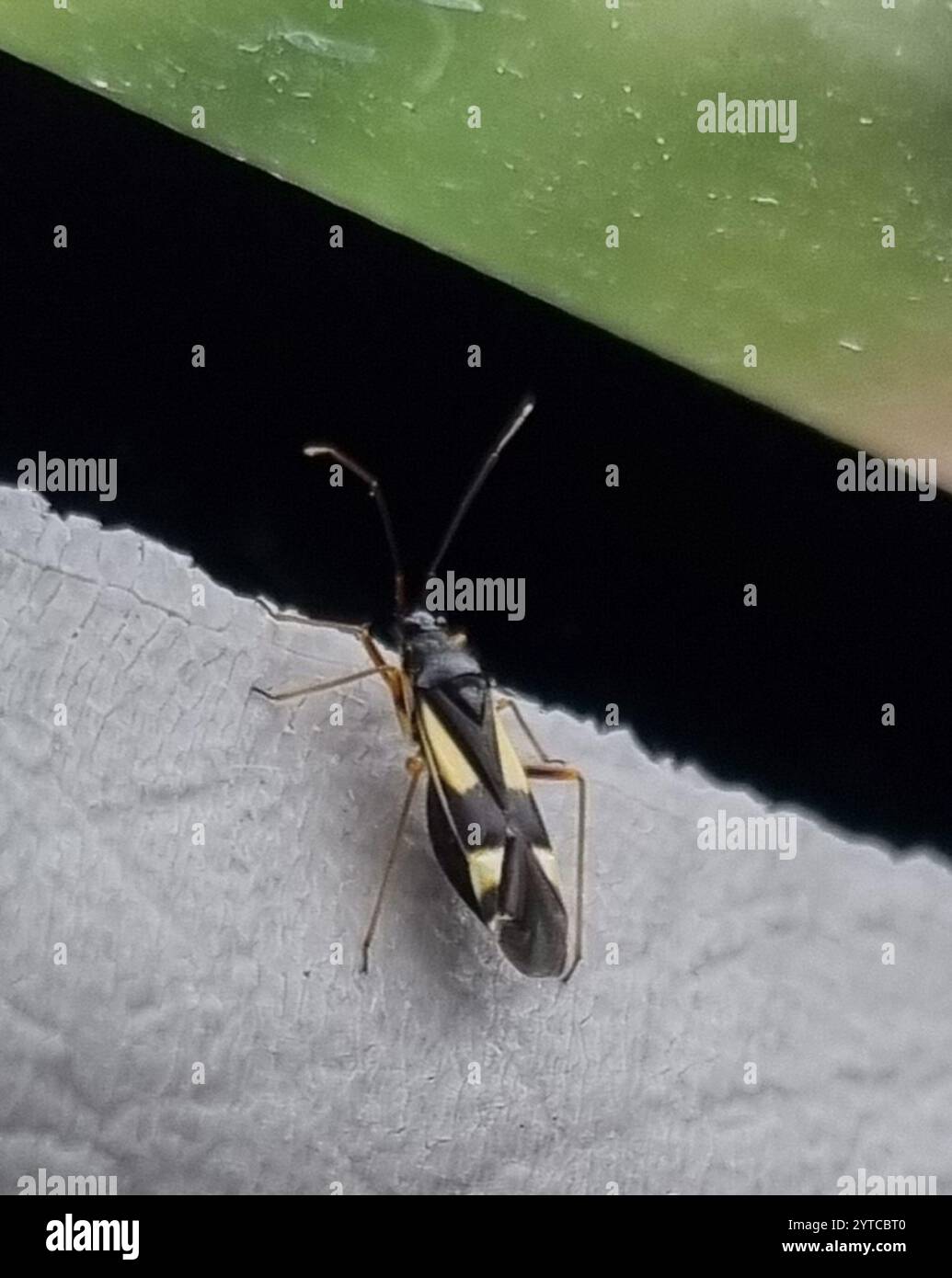 four-spotted plant bug (Dryophilocoris flavoquadrimaculatus Stock Photo ...