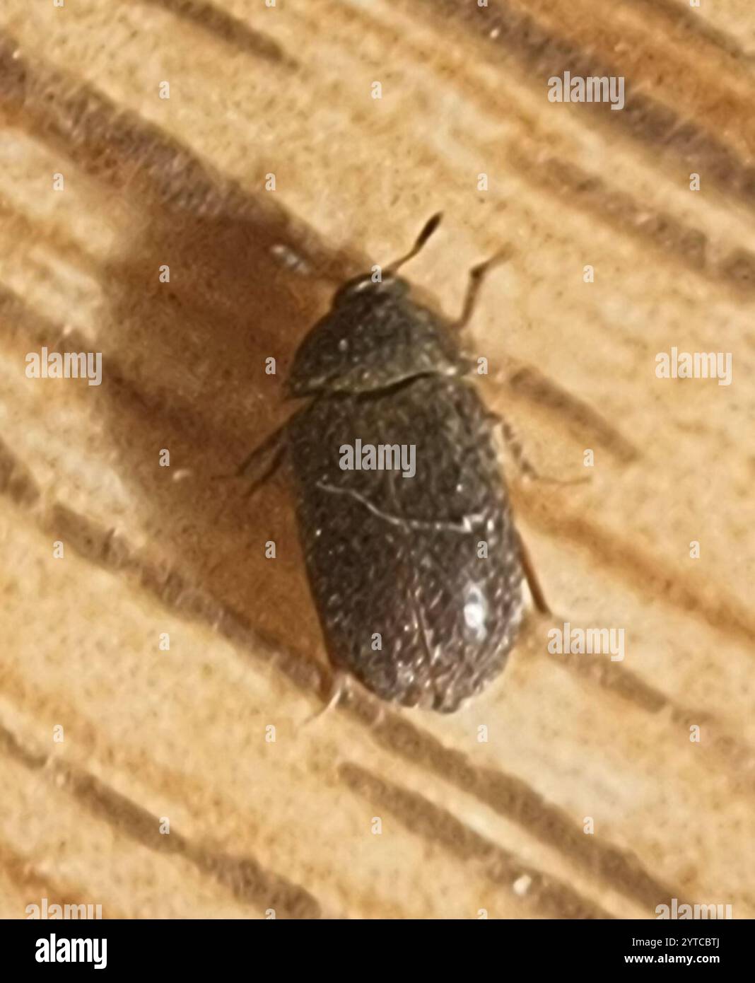 Black Carpet Beetles (Attagenus Stock Photo - Alamy