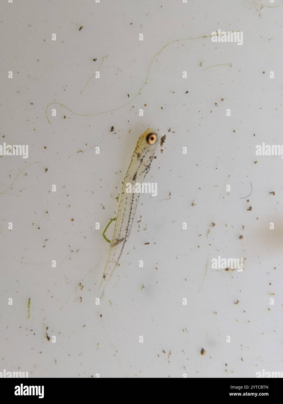 Ray-finned Fishes (Actinopterygii Stock Photo - Alamy