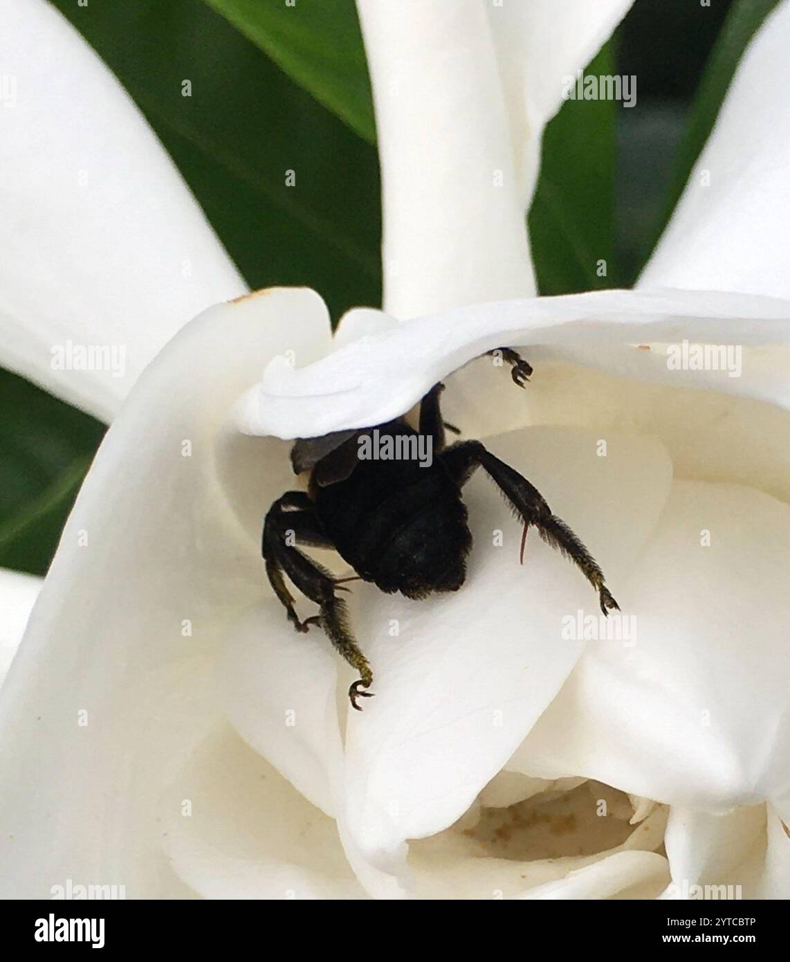 Hibiscus Turret Bee (Ptilothrix bombiformis Stock Photo - Alamy