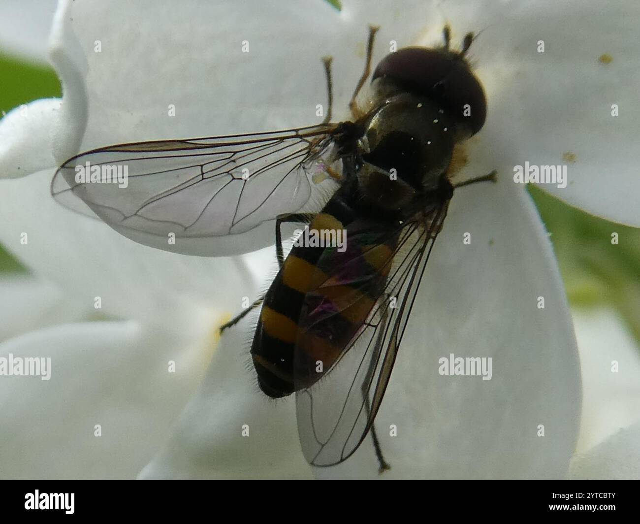 Bristleside Flies (Parasyrphus Stock Photo - Alamy