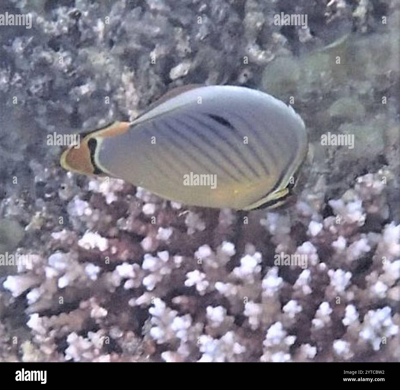 Indian Redfin Butterflyfish (Chaetodon trifasciatus Stock Photo - Alamy