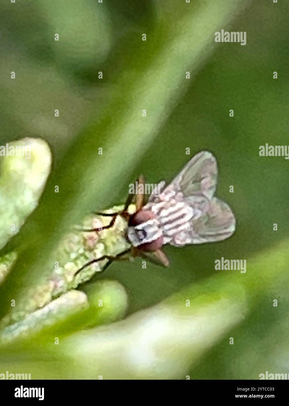 Shoot Flies (Atherigona Stock Photo - Alamy