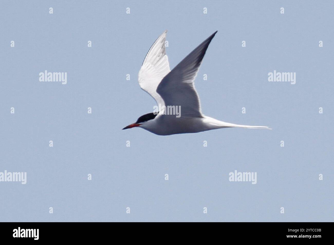 Common Tern (Sterna hirundo Stock Photo - Alamy