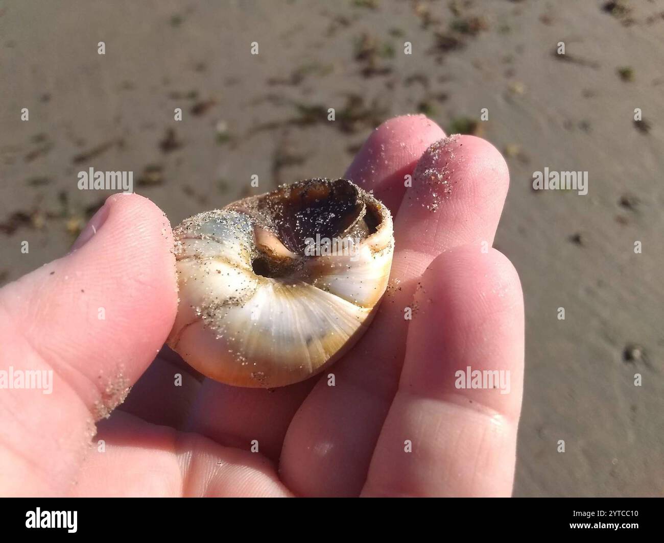 Northern Moonsnail (Euspira heros Stock Photo - Alamy