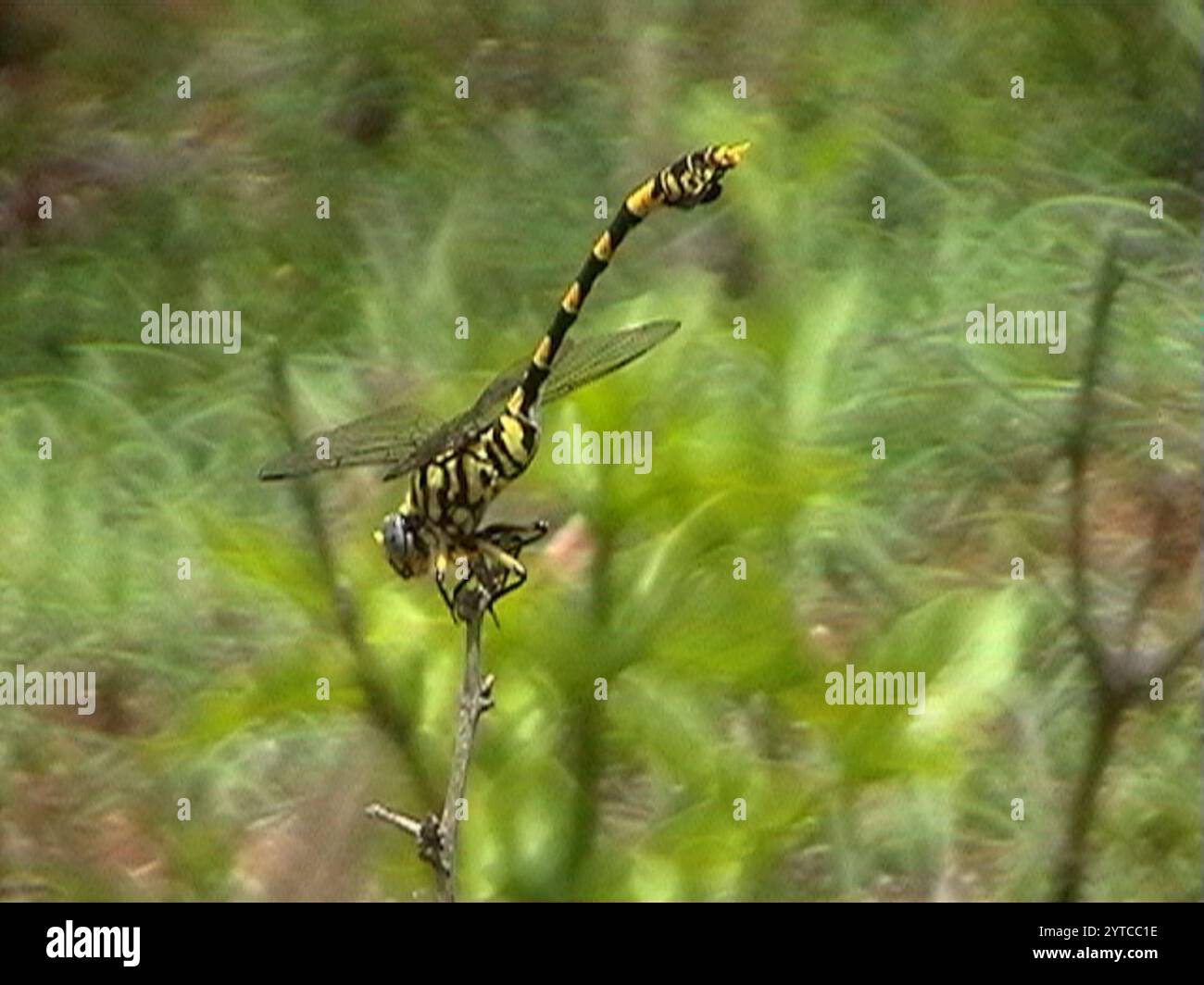 Tigertail (Ictinogomphus ferox Stock Photo - Alamy