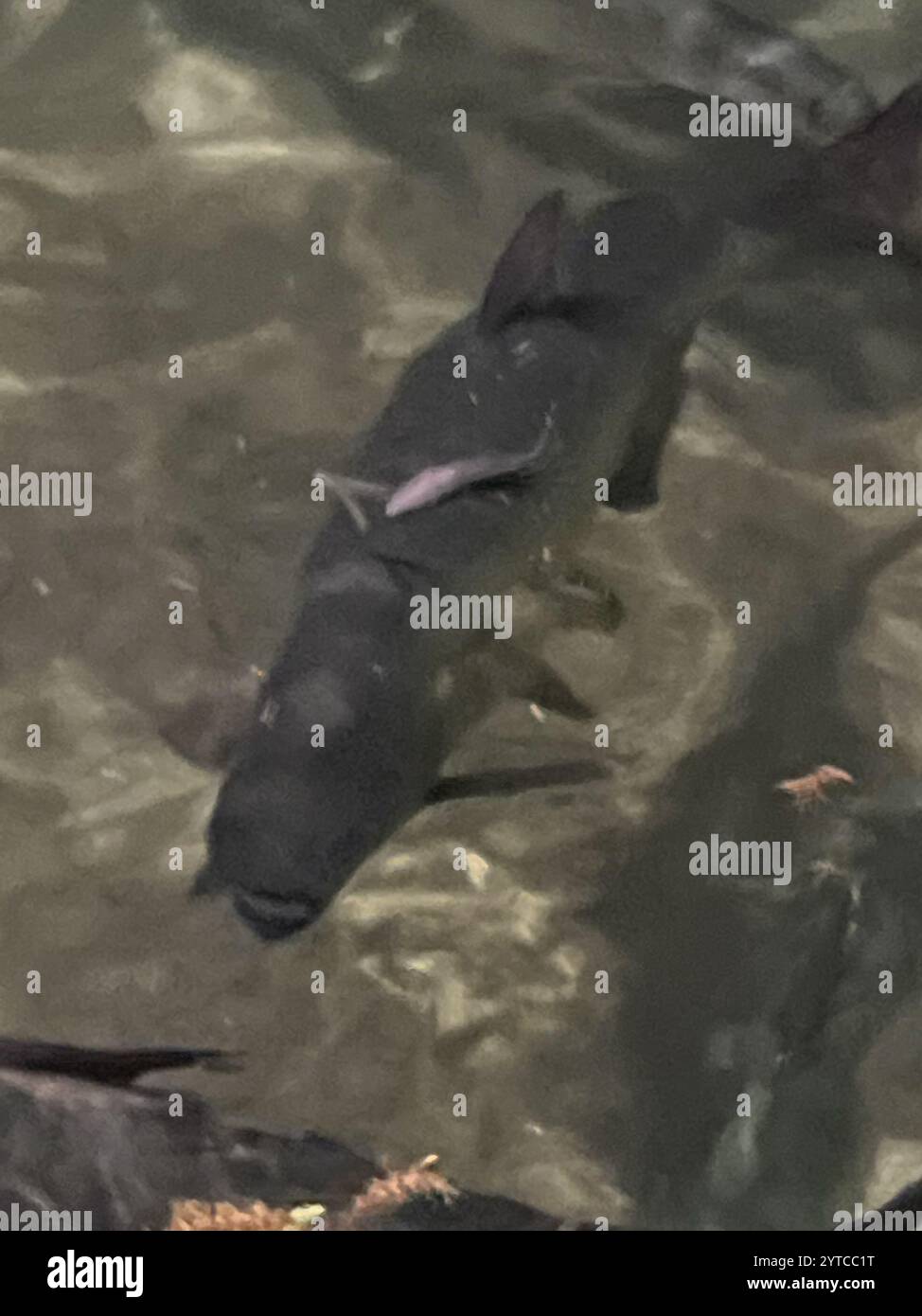 Ray-finned Fishes (Actinopterygii Stock Photo - Alamy