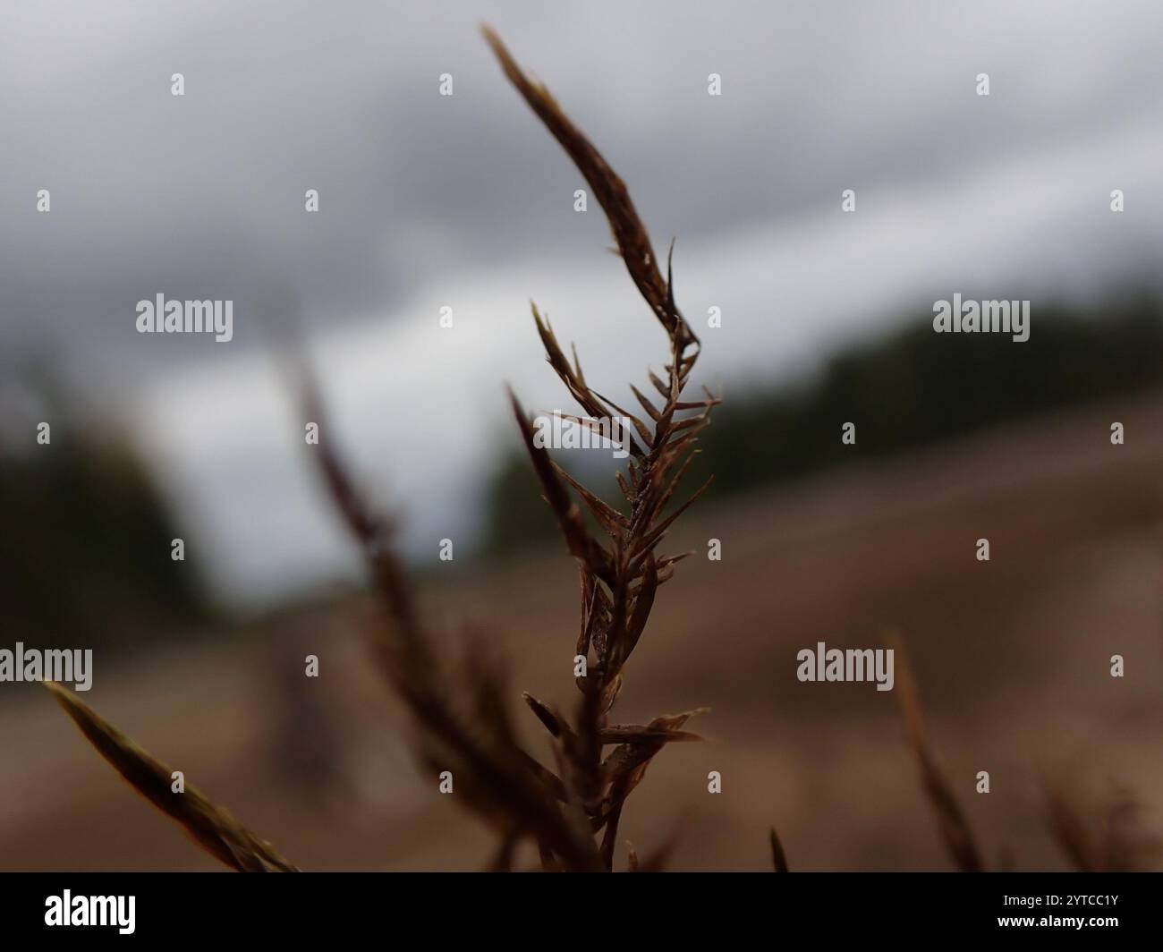 Fontinalis antipyretica willow moss hi-res stock photography and images ...