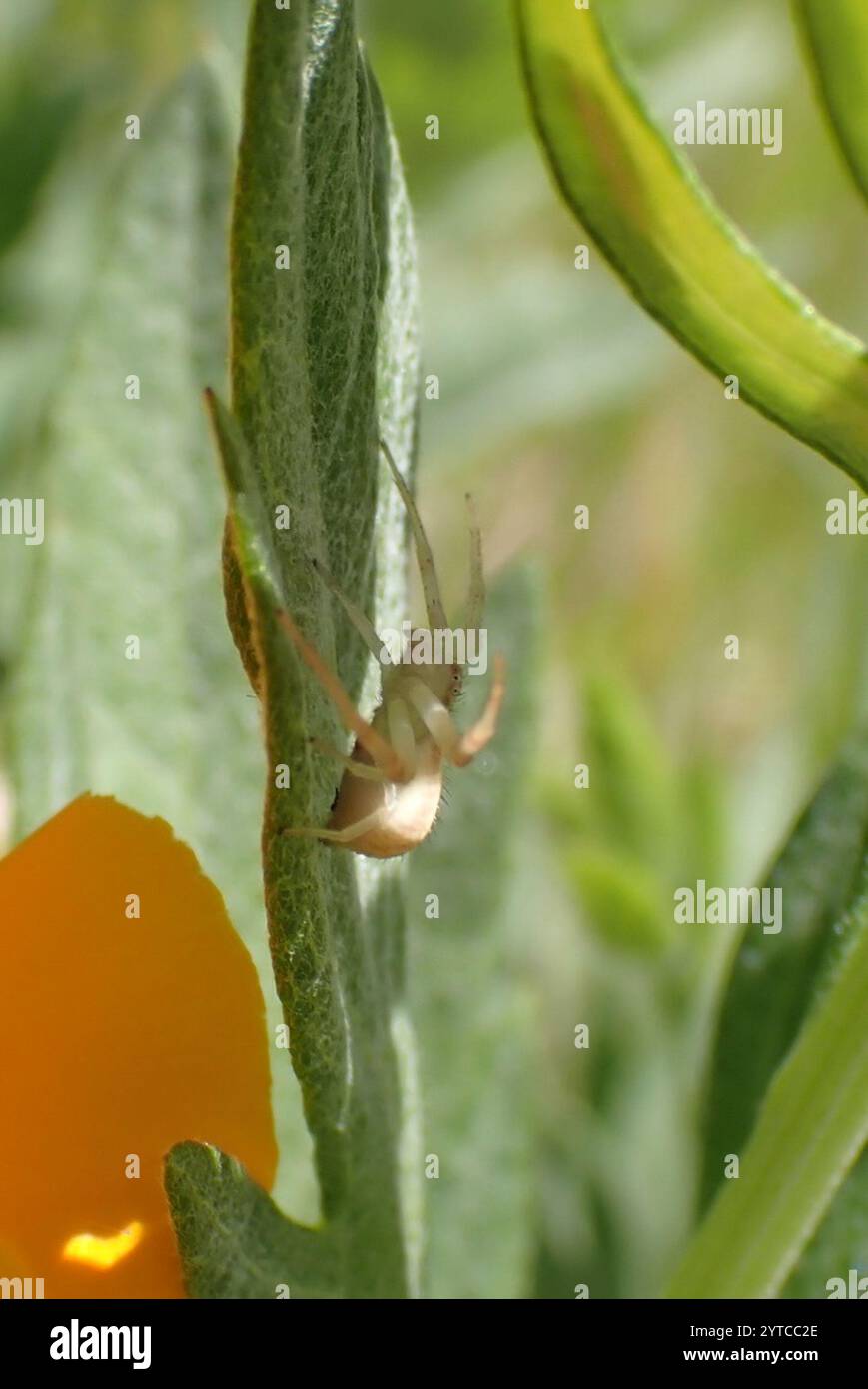 Crab Spiders (Thomisidae Stock Photo - Alamy