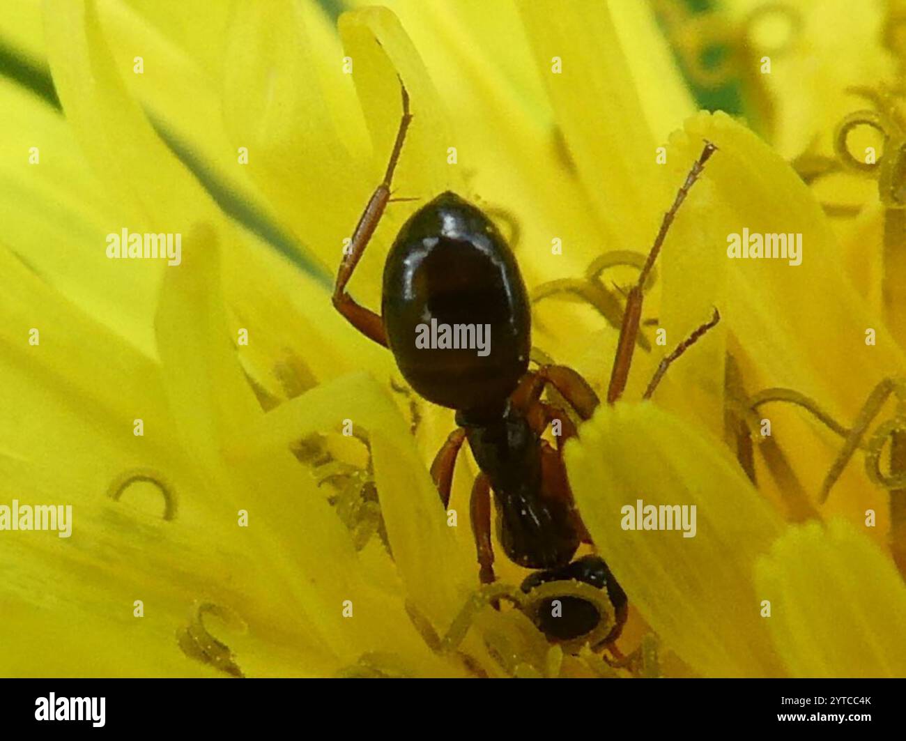 New World Black Ant (Formica neogagates Stock Photo - Alamy