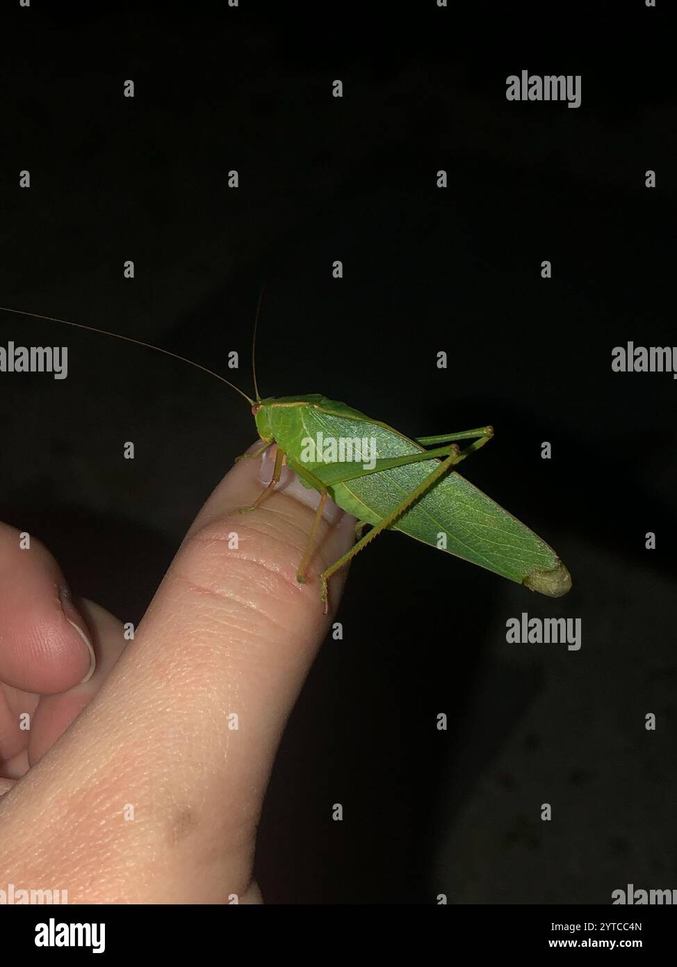 Australian Common Garden Katydid (Caedicia simplex Stock Photo - Alamy