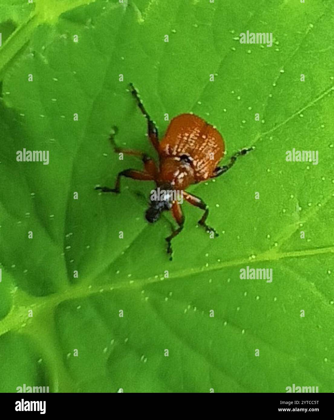 Hazel leaf-roller weevil (Apoderus coryli Stock Photo - Alamy
