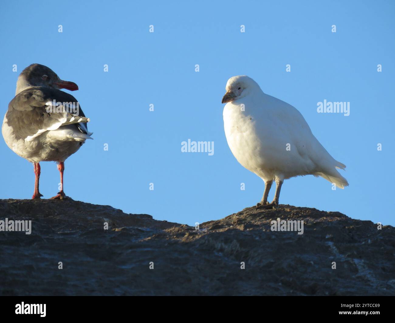 Dolphin Gull (Leucophaeus scoresbii Stock Photo - Alamy