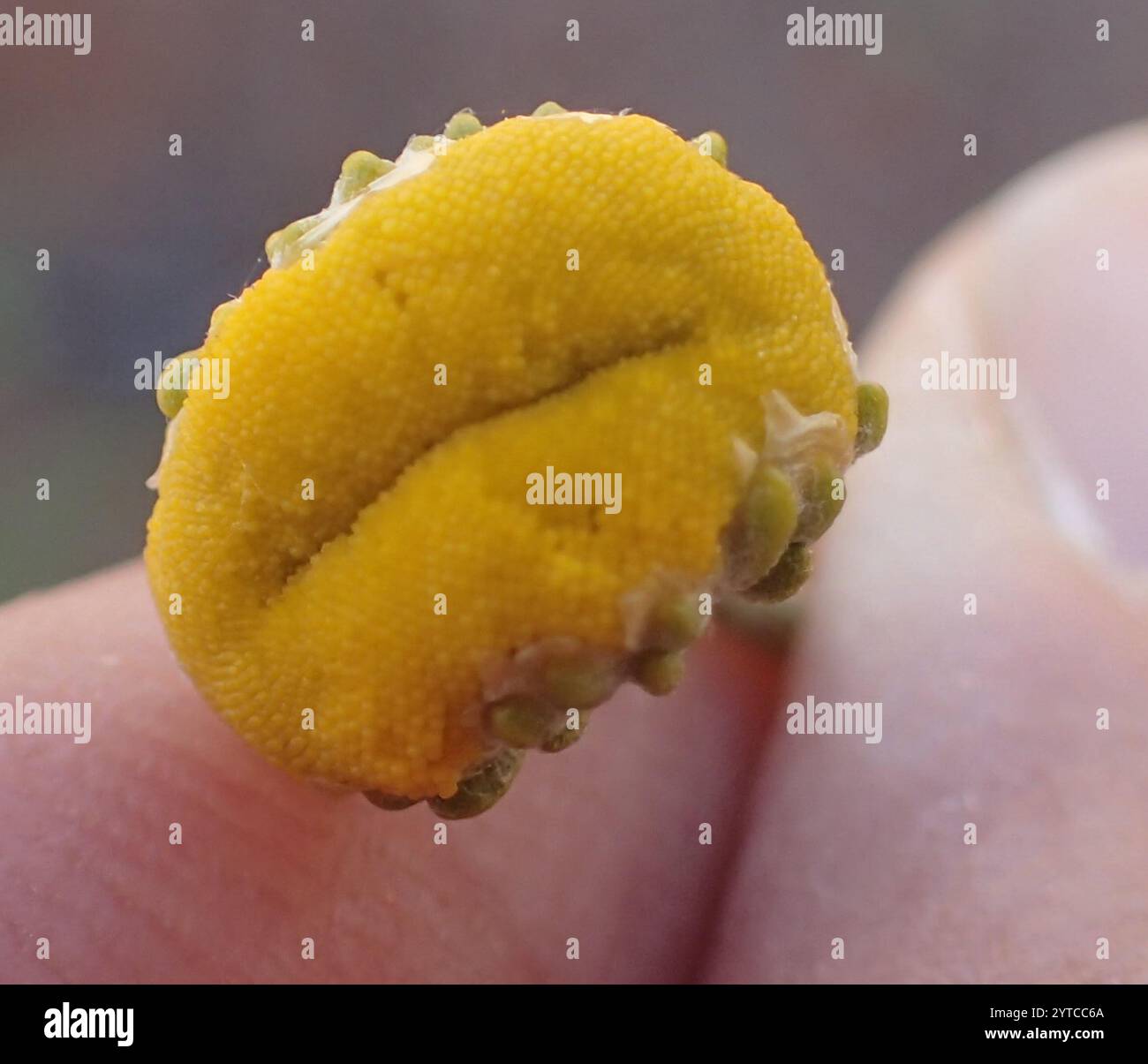 Grand Stinkweed (Oncosiphon grandiflorus Stock Photo - Alamy