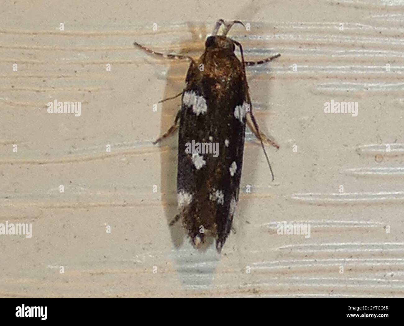 Six-spotted Aroga Moth (Aroga compositella Stock Photo - Alamy