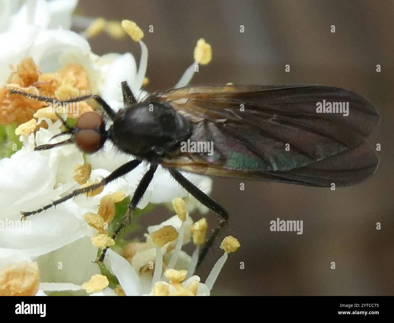 Dance flies hi-res stock photography and images - Alamy