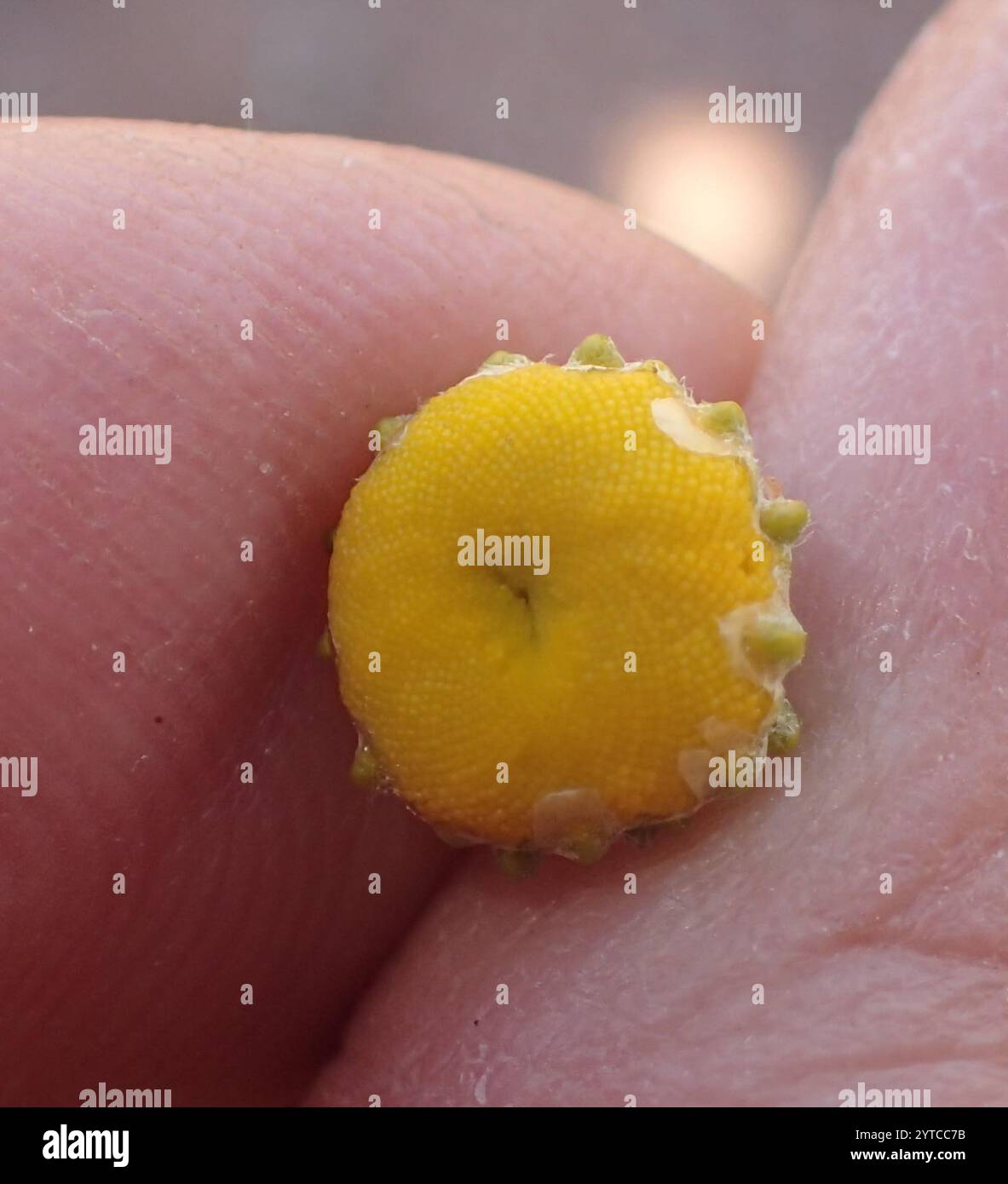 Grand Stinkweed (Oncosiphon grandiflorus Stock Photo - Alamy