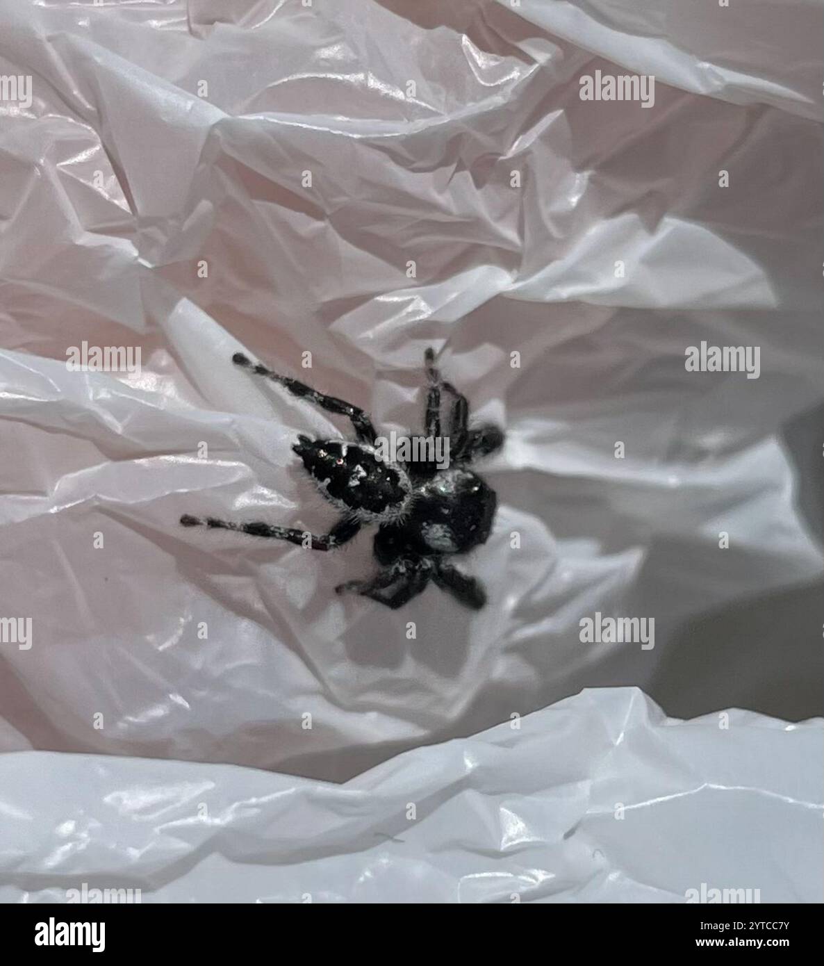 Bold Jumping Spider (Phidippus audax Stock Photo - Alamy