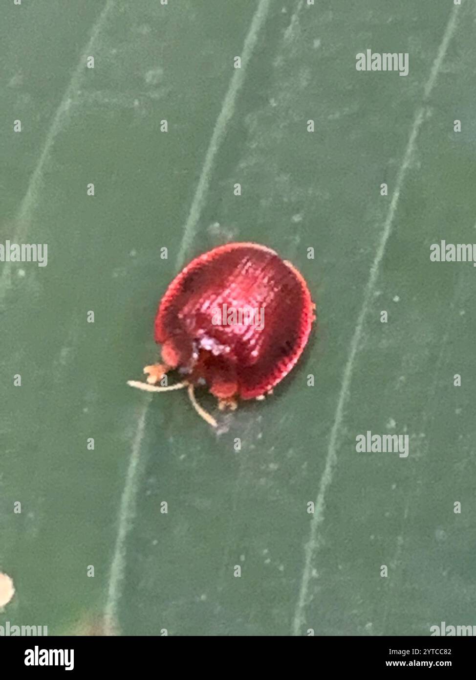 Tortoise and Hispine Beetles (Cassidinae Stock Photo - Alamy