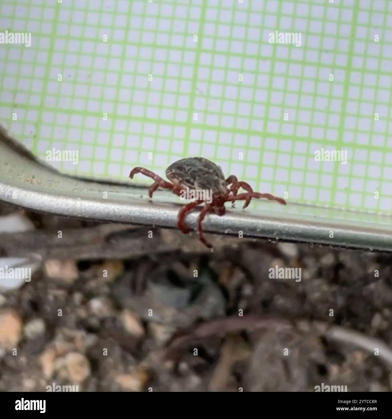 Rocky Mountain Wood Tick (Dermacentor andersoni Stock Photo - Alamy