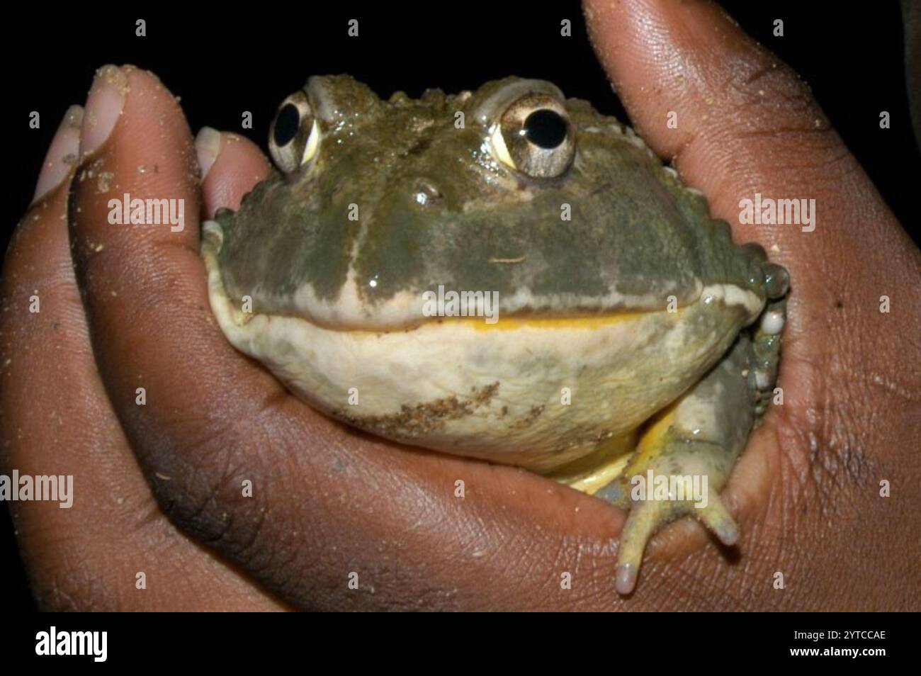 Giant African Bullfrog (Pyxicephalus adspersus Stock Photo - Alamy