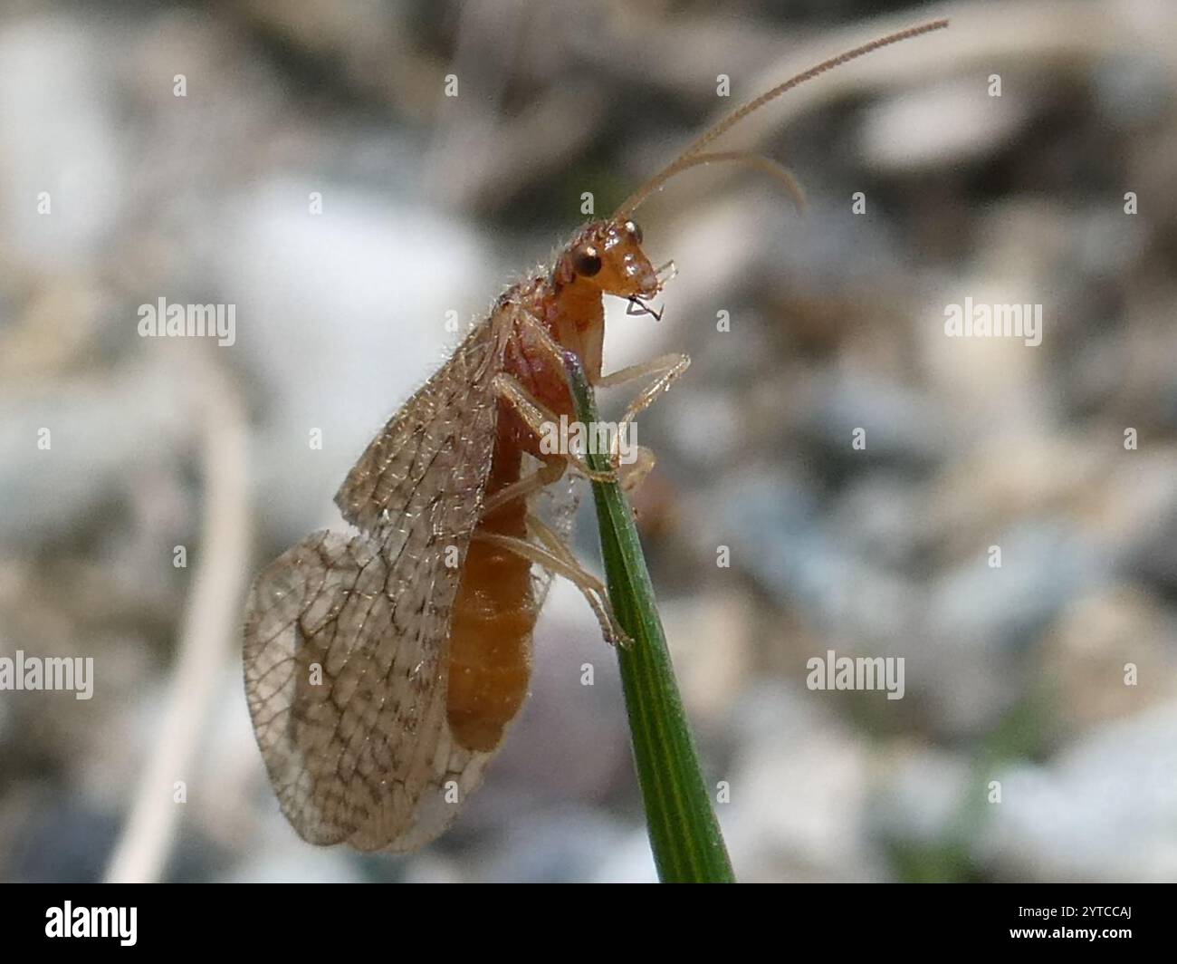 Posterior Brown Lacewing (Micromus posticus Stock Photo - Alamy
