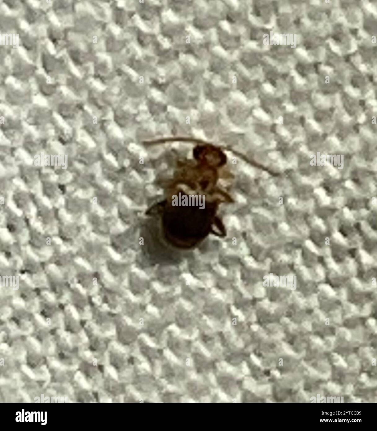 Ant-like Leaf Beetles (Aderidae Stock Photo - Alamy