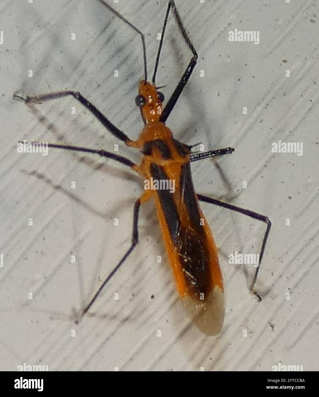 Red Bull Assassin Bug (Repipta taurus Stock Photo - Alamy