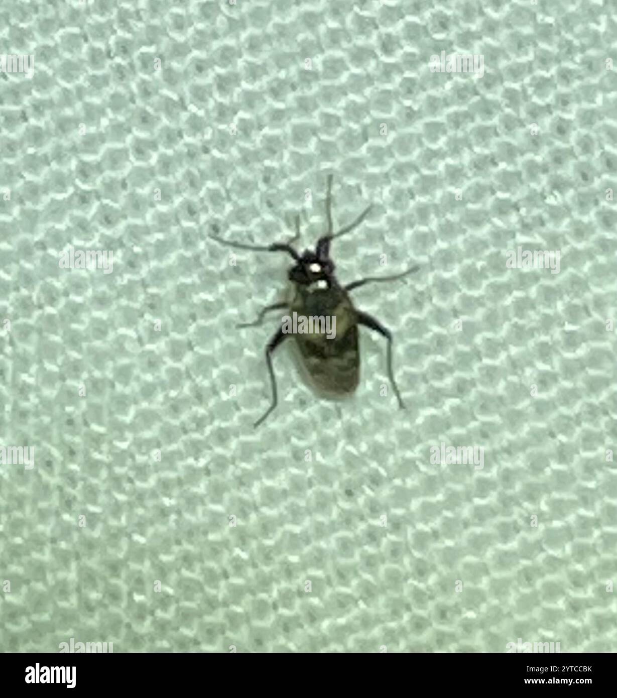 True Bugs (Heteroptera Stock Photo - Alamy