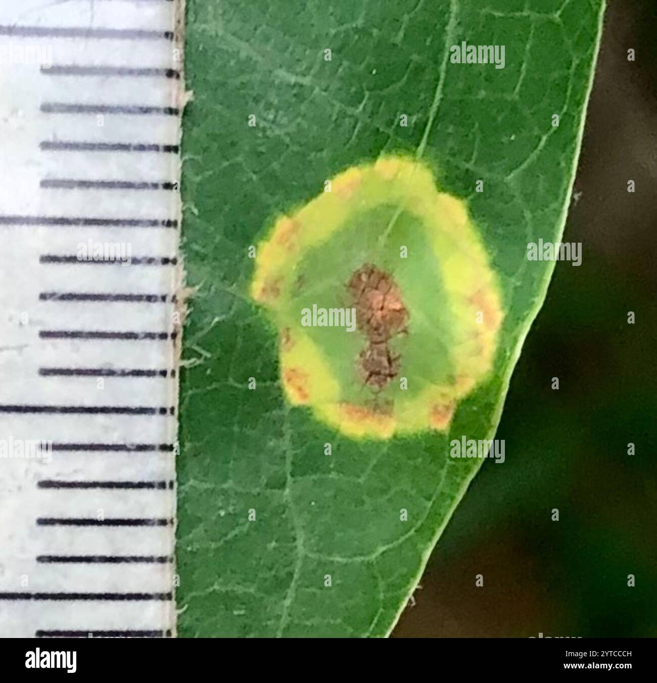 tulip tree leaf spot gall midge (Resseliella liriodendri Stock Photo ...